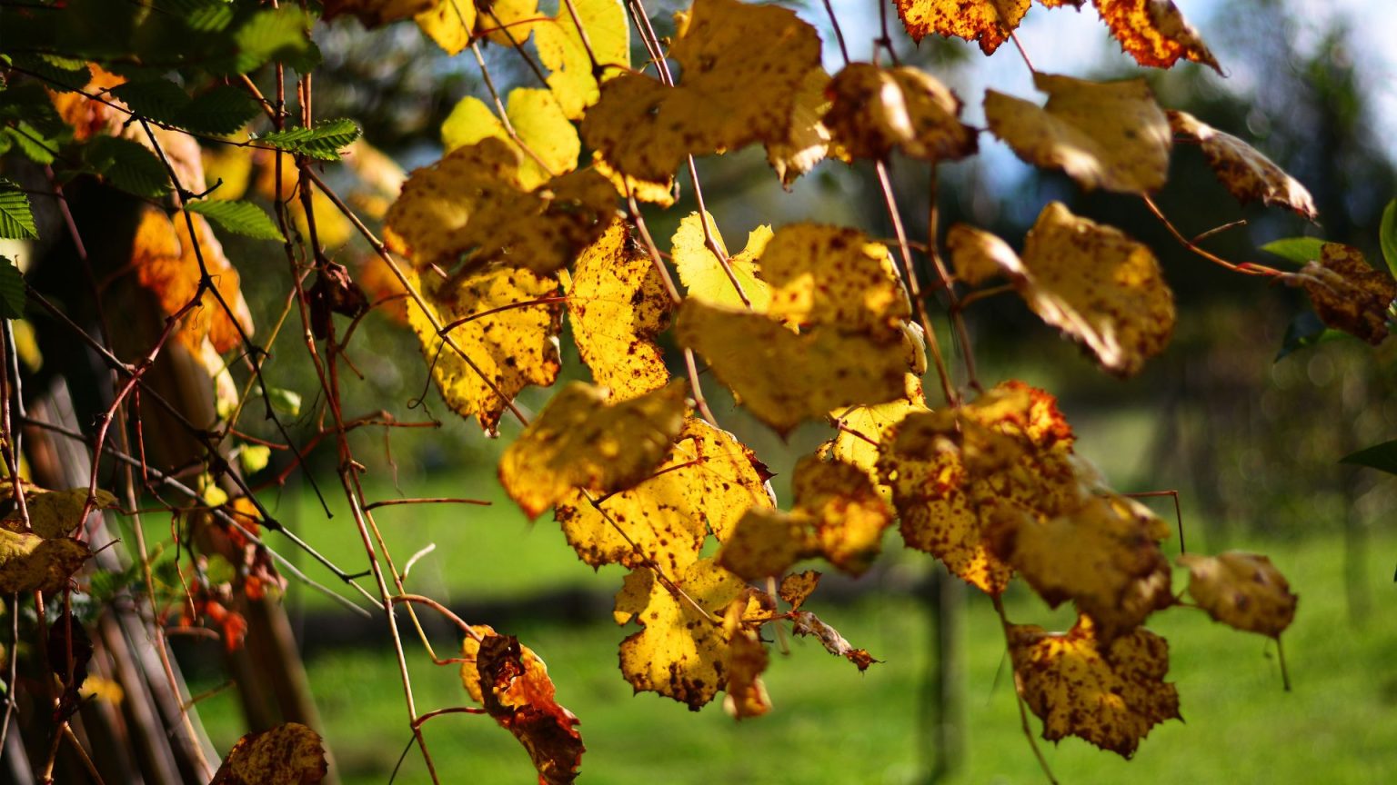 Faut-il couper les feuilles qui jaunissent